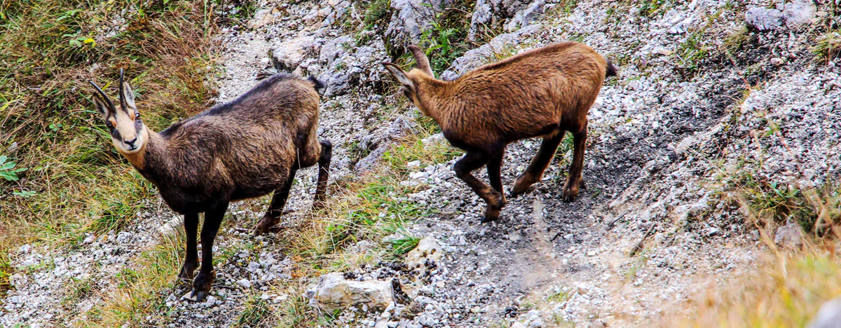 Alpentiere: Bilder der wichtigsten Vertreter