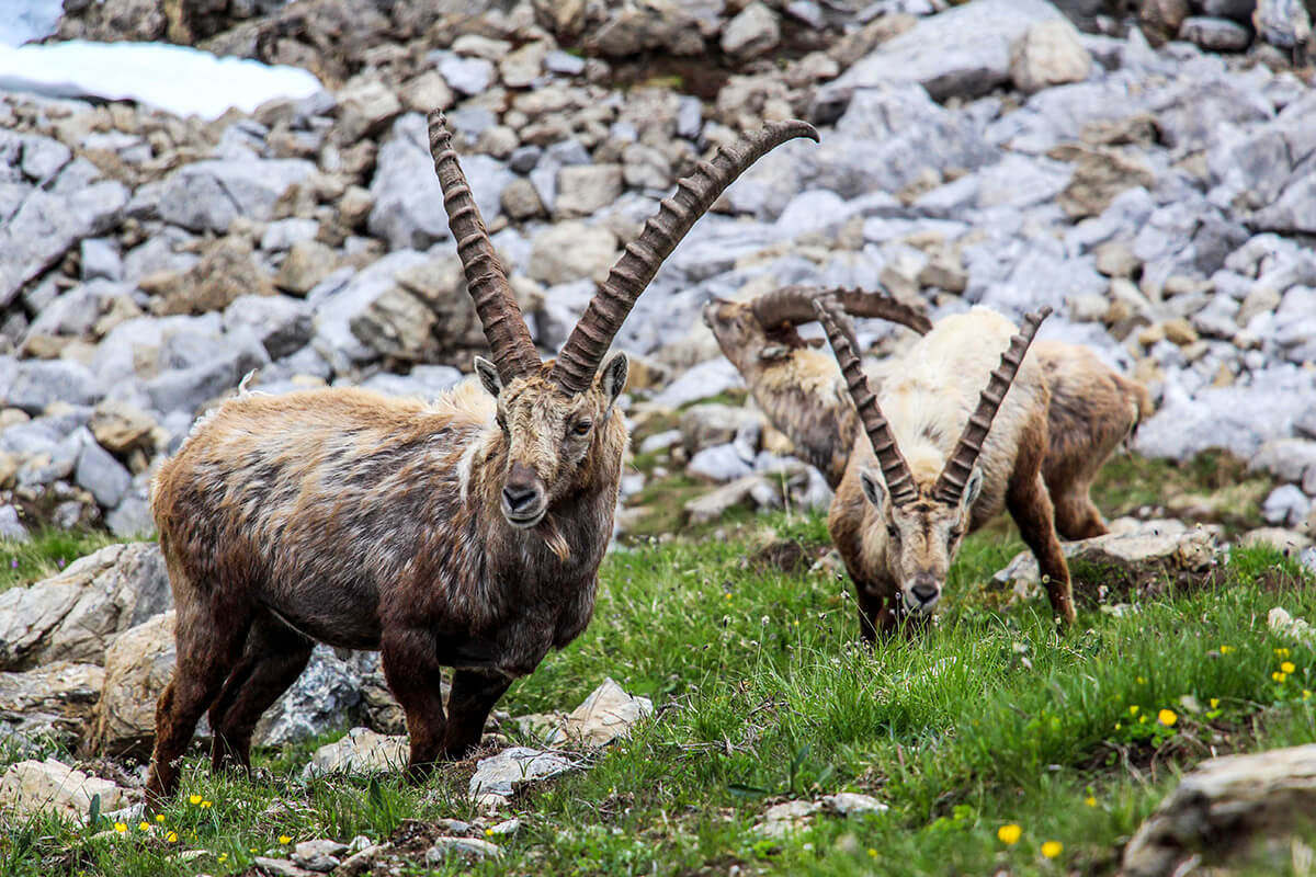 Alpentiere: Bilder der wichtigsten Vertreter